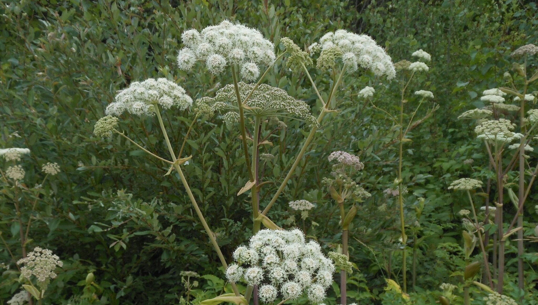 Invader of the Month – Giant Hogweed - Invasive and toxic