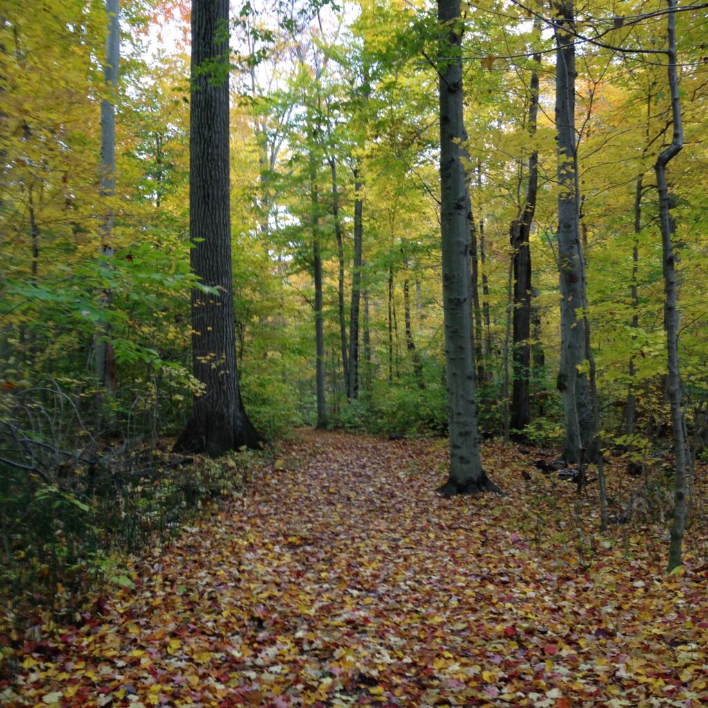Plant the right trees! Best Choices for Ontario