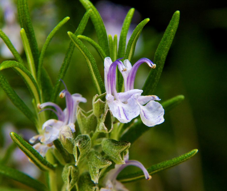 Rosemary Herb – for Remembrance