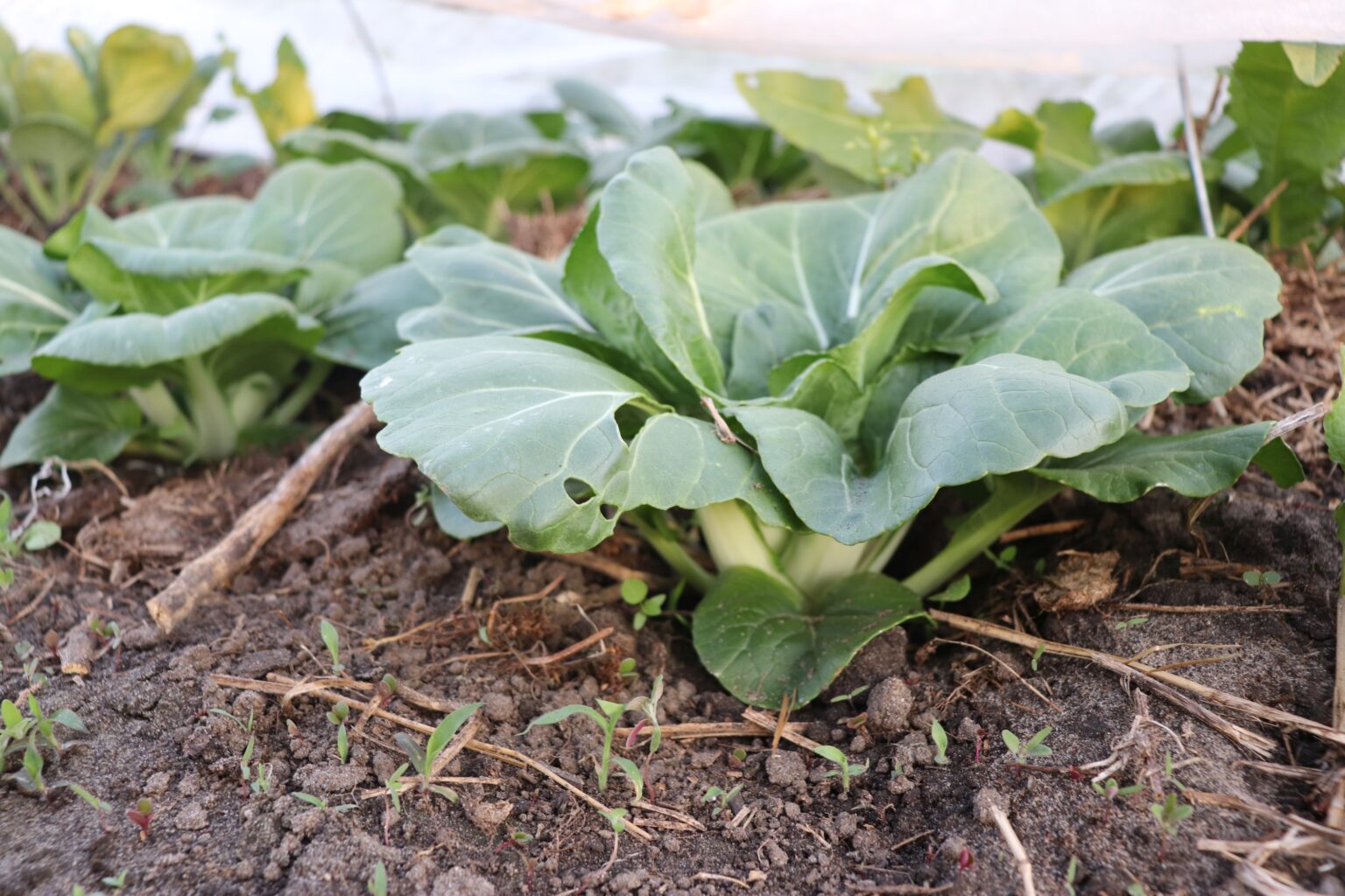 Successful Winter Gardening: Start in the Summer