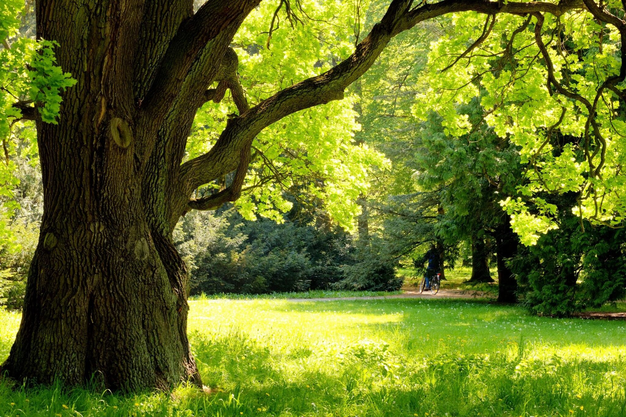 Plant the right trees! Best Choices for Ontario
