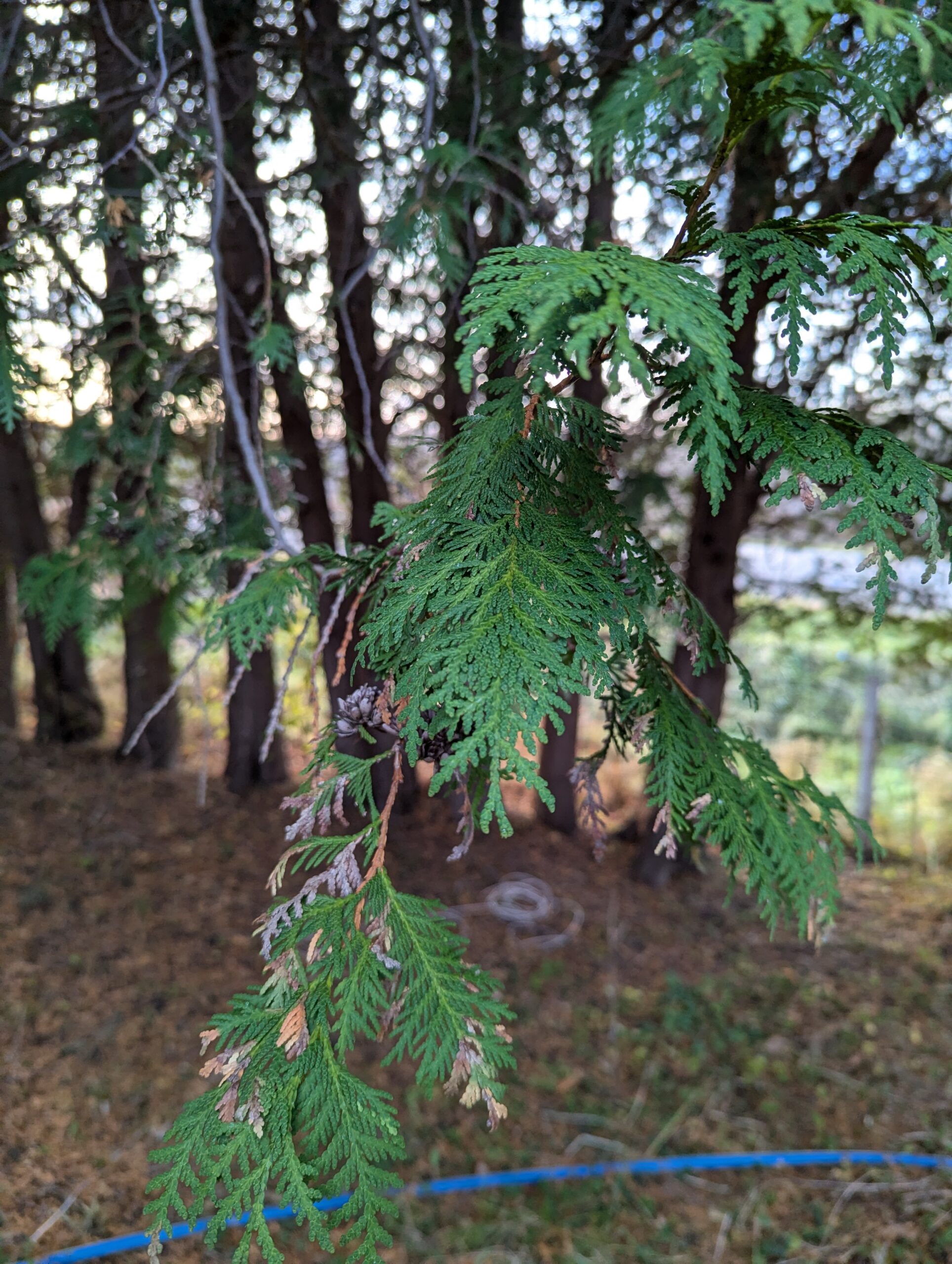Northern White Cedar Tree – Thuja occidentalis