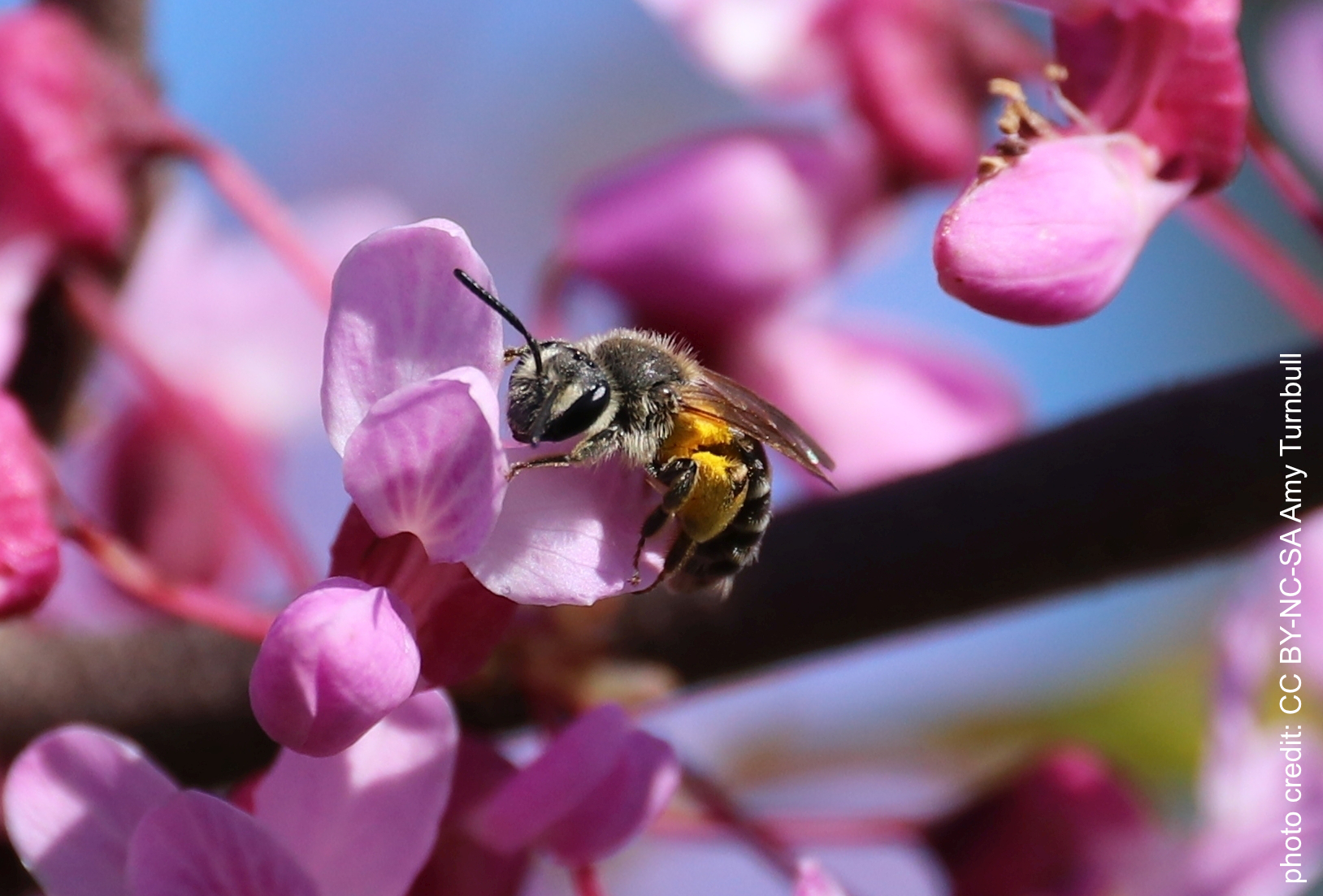 Andrena – Mining Bee - London Middlesex Master Gardeners