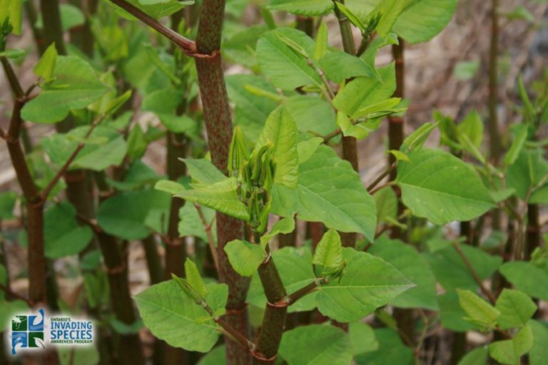 Japanese Knotweed invasive plant in Ontario woodlands